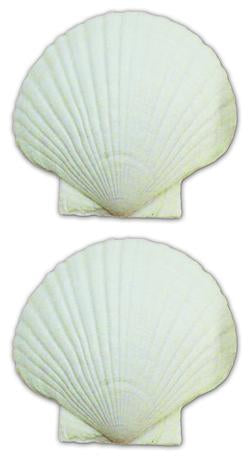SCALLOP BAKING SHELLS 4" 4pcs/PACK - Seafood Online Canada